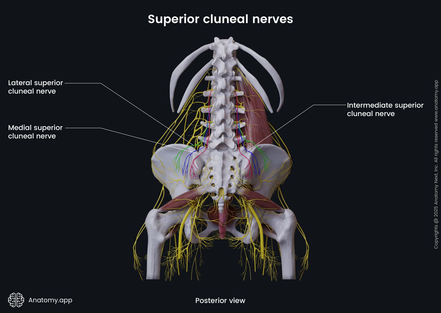 Superior cluneal nerves (female pelvis) | Anatomy.app