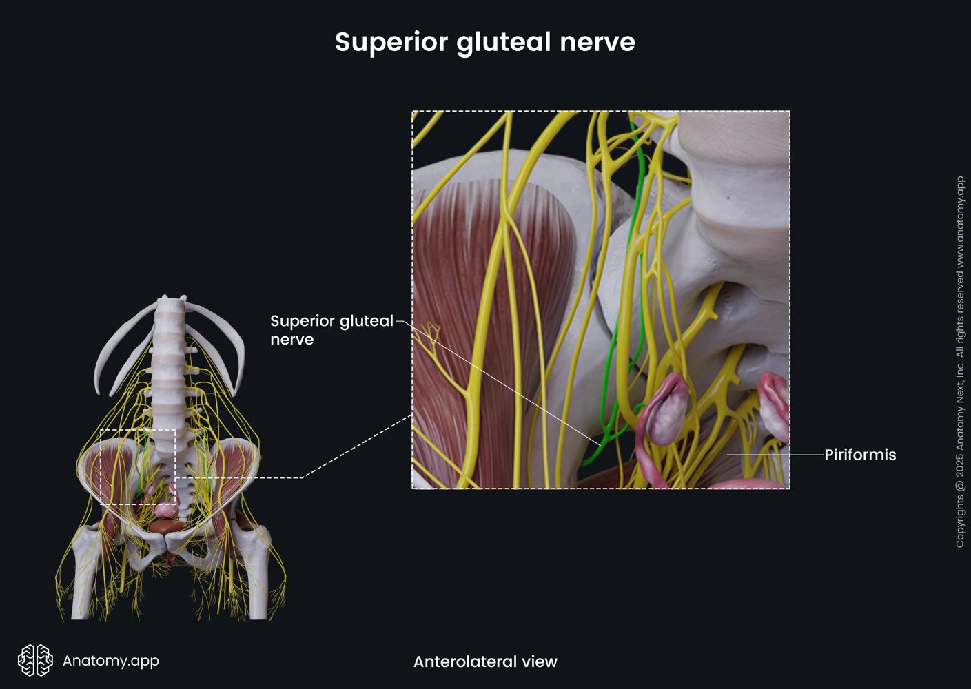 Superior gluteal nerve (female pelvis) | Anatomy.app