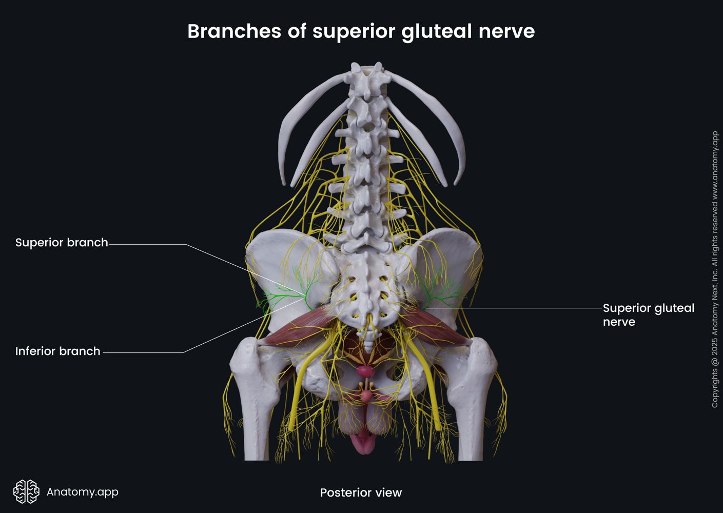 Branches of superior gluteal nerve (male pelvis) | Anatomy.app