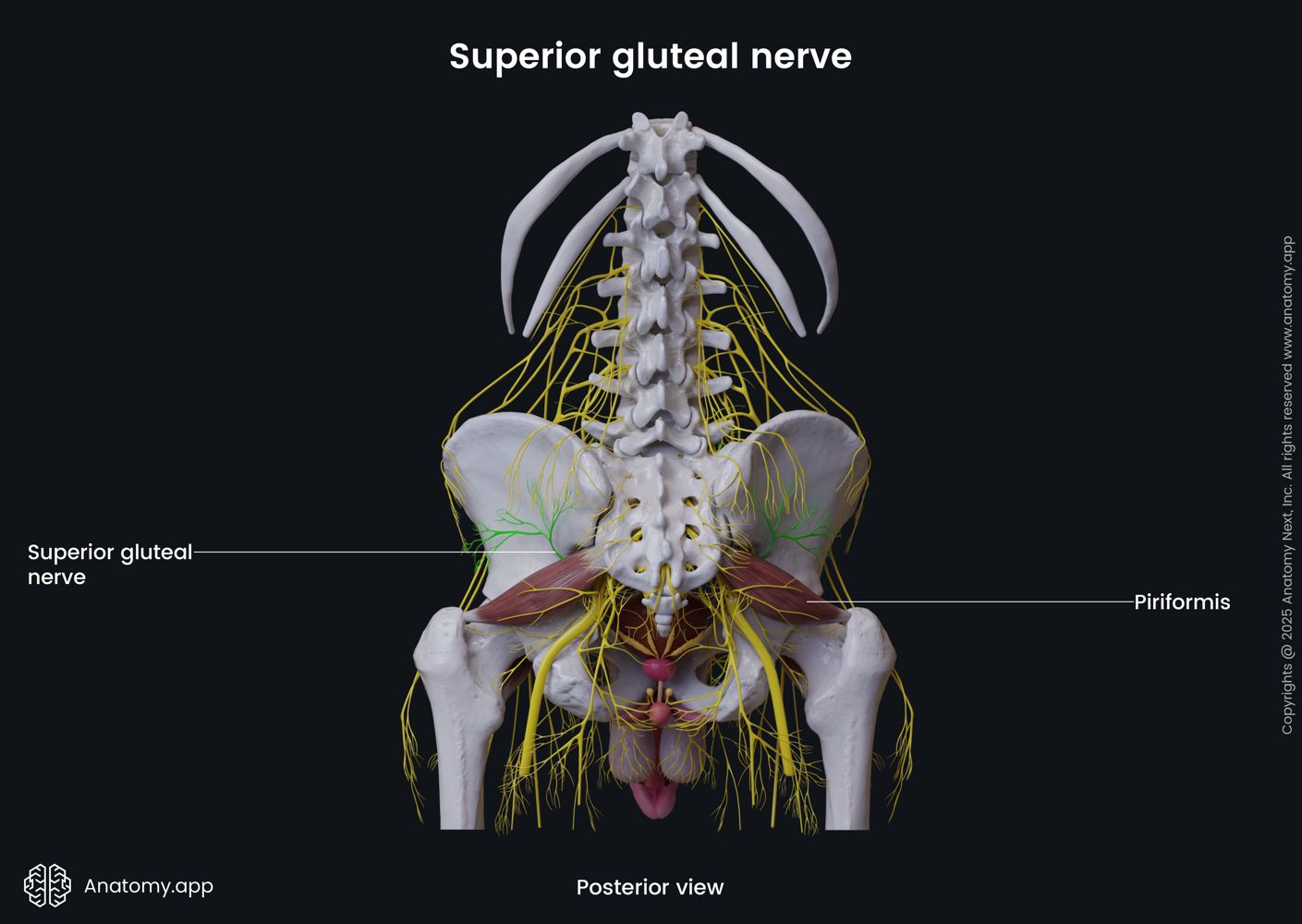 Superior gluteal nerve (male pelvis) | Anatomy.app