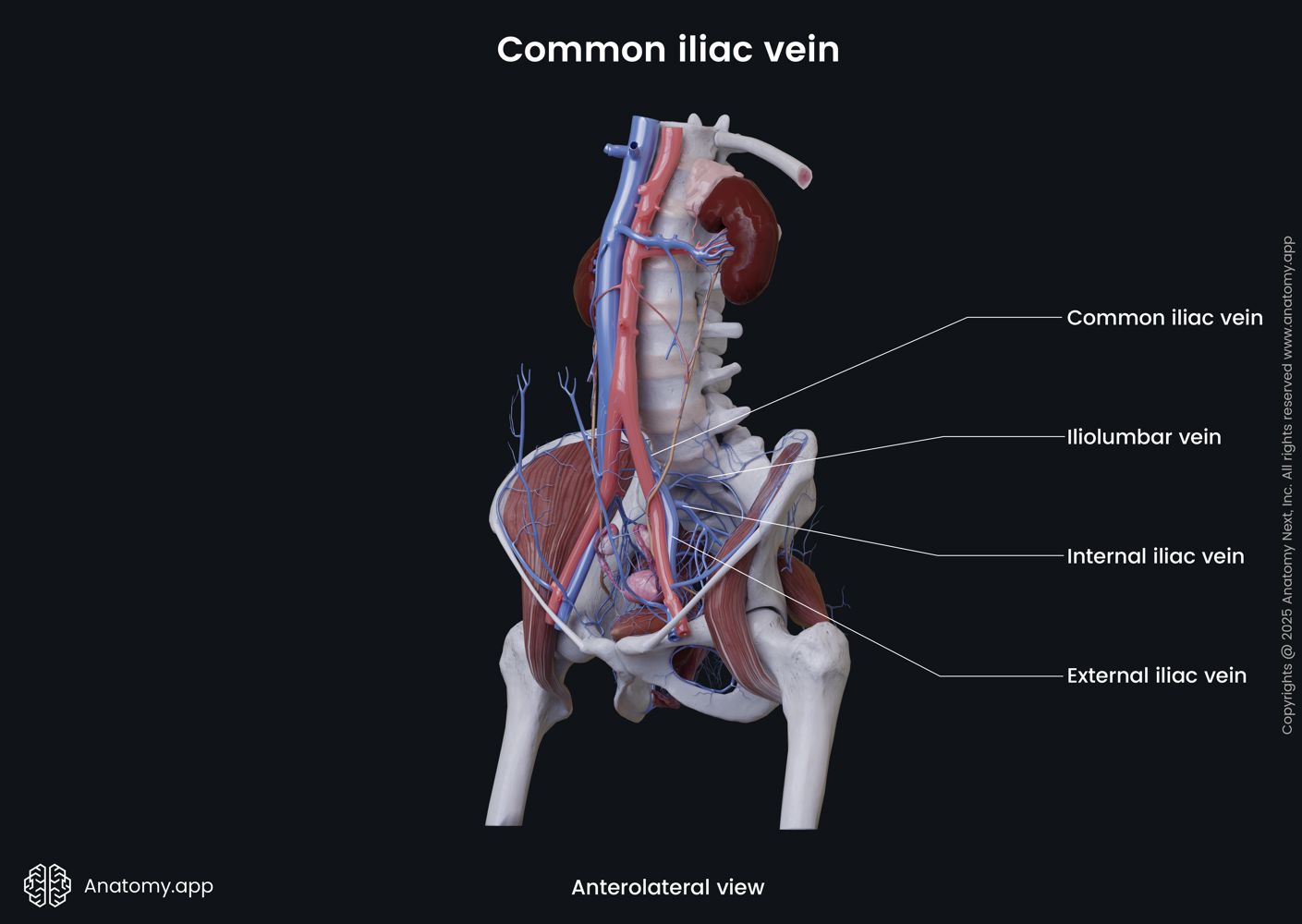 Common iliac vein (female) | Anatomy.app