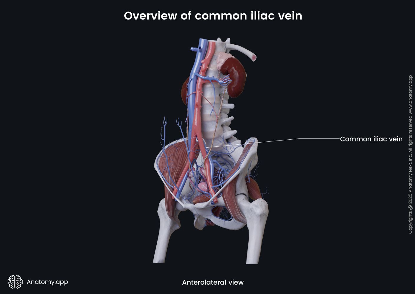 Overview of common iliac vein (female) | Anatomy.app