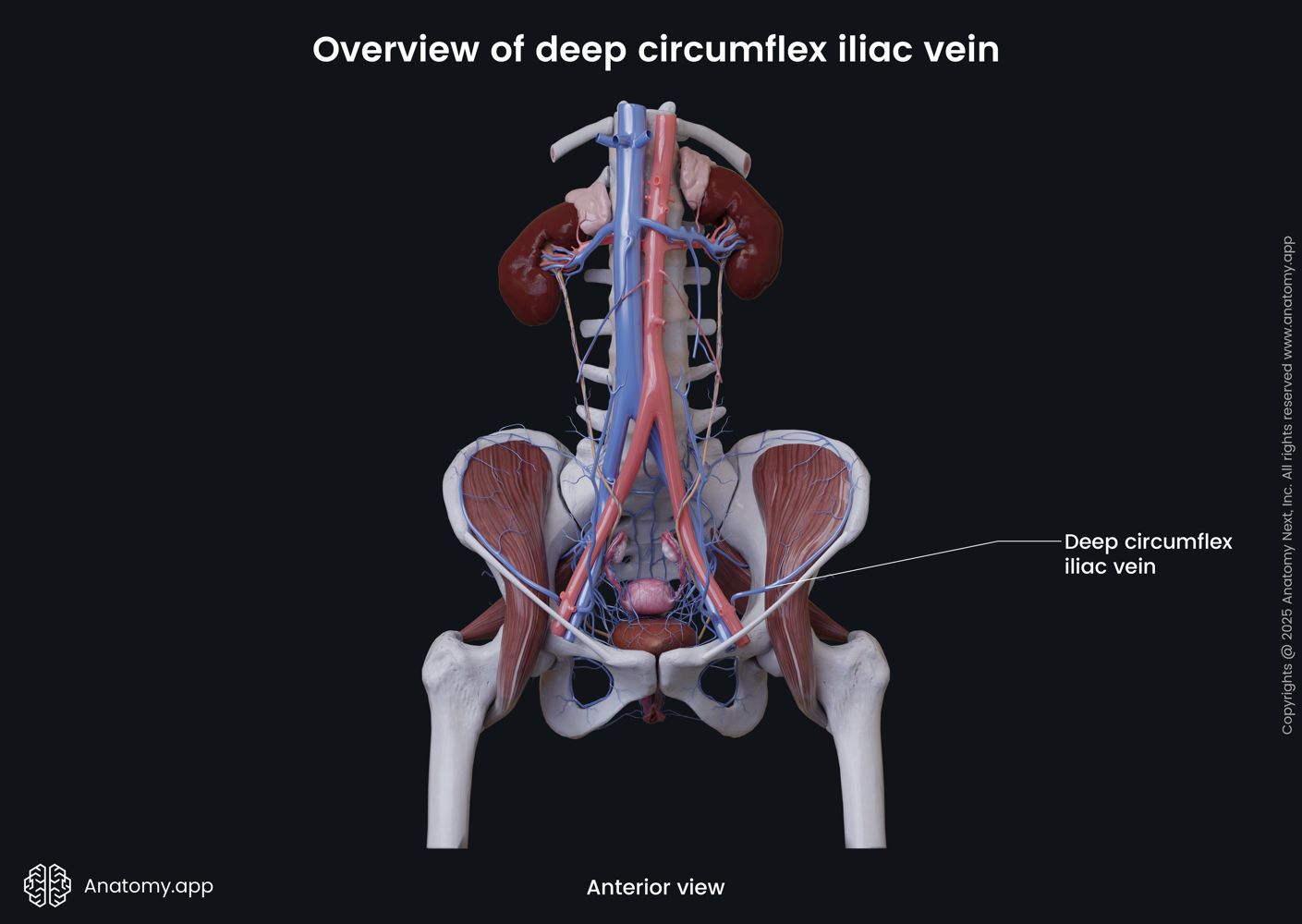 Overview of deep circumflex iliac vein (female) | Anatomy.app