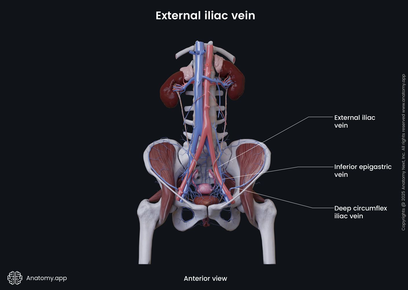 External iliac vein (female) | Anatomy.app