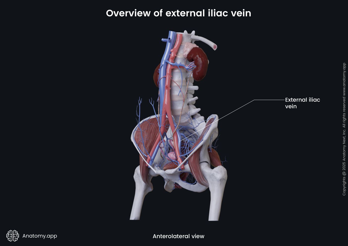 Overview of external iliac vein (female) | Anatomy.app