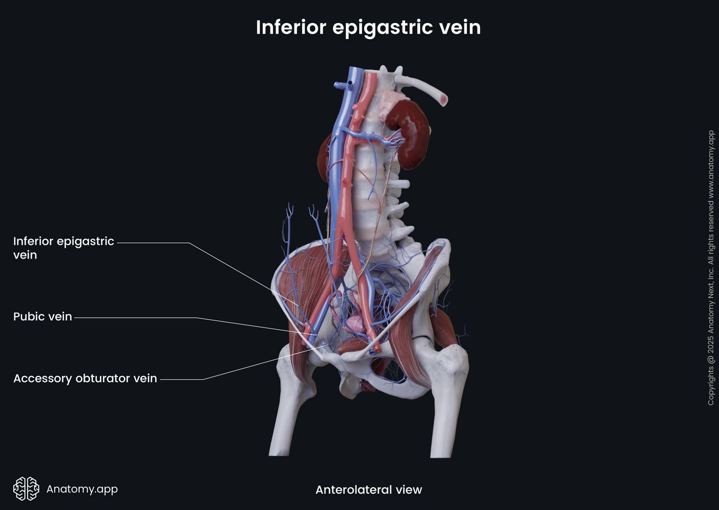 Inferior epigastric vein (female) | Anatomy.app