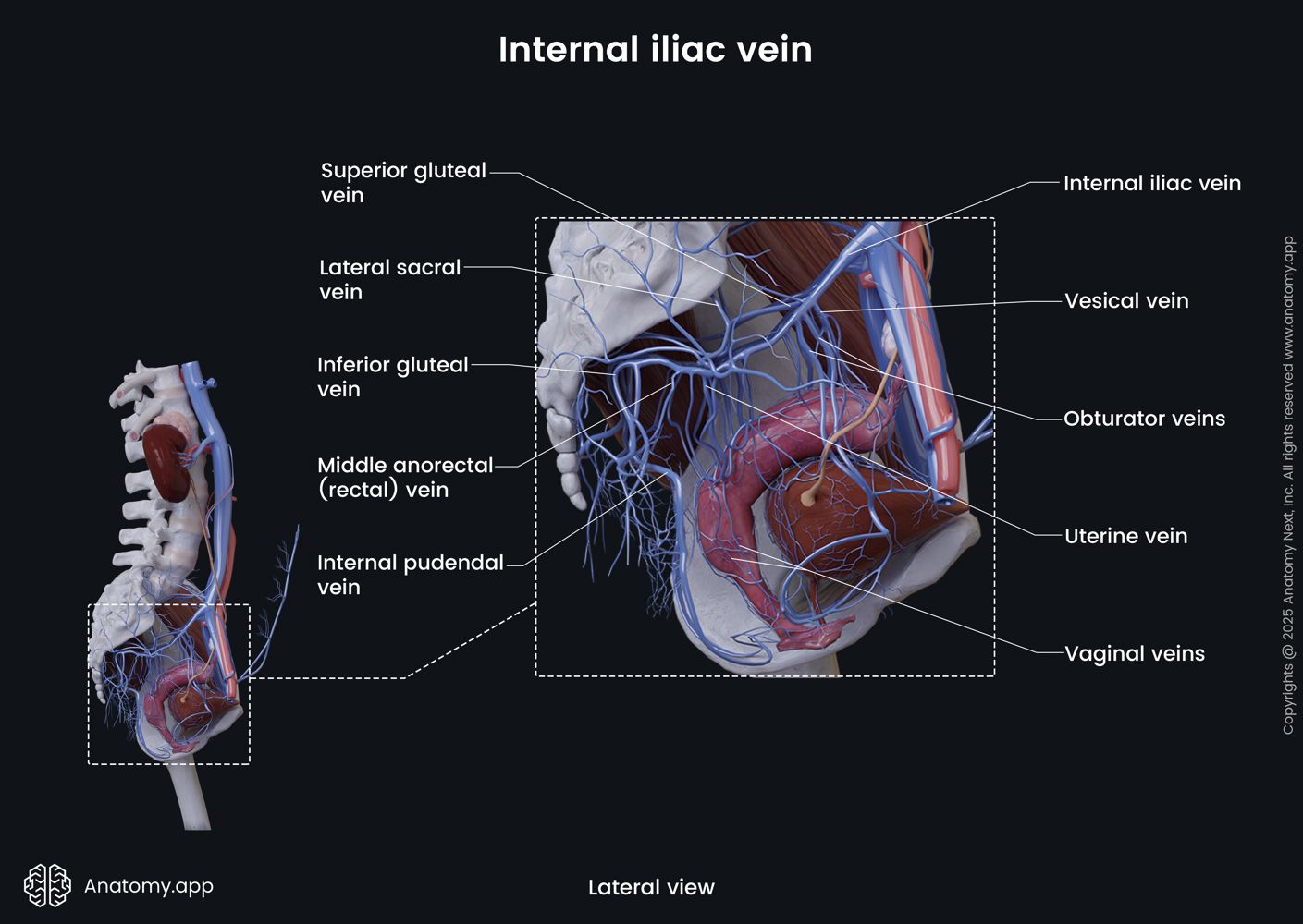 Internal iliac vein (female) | Anatomy.app