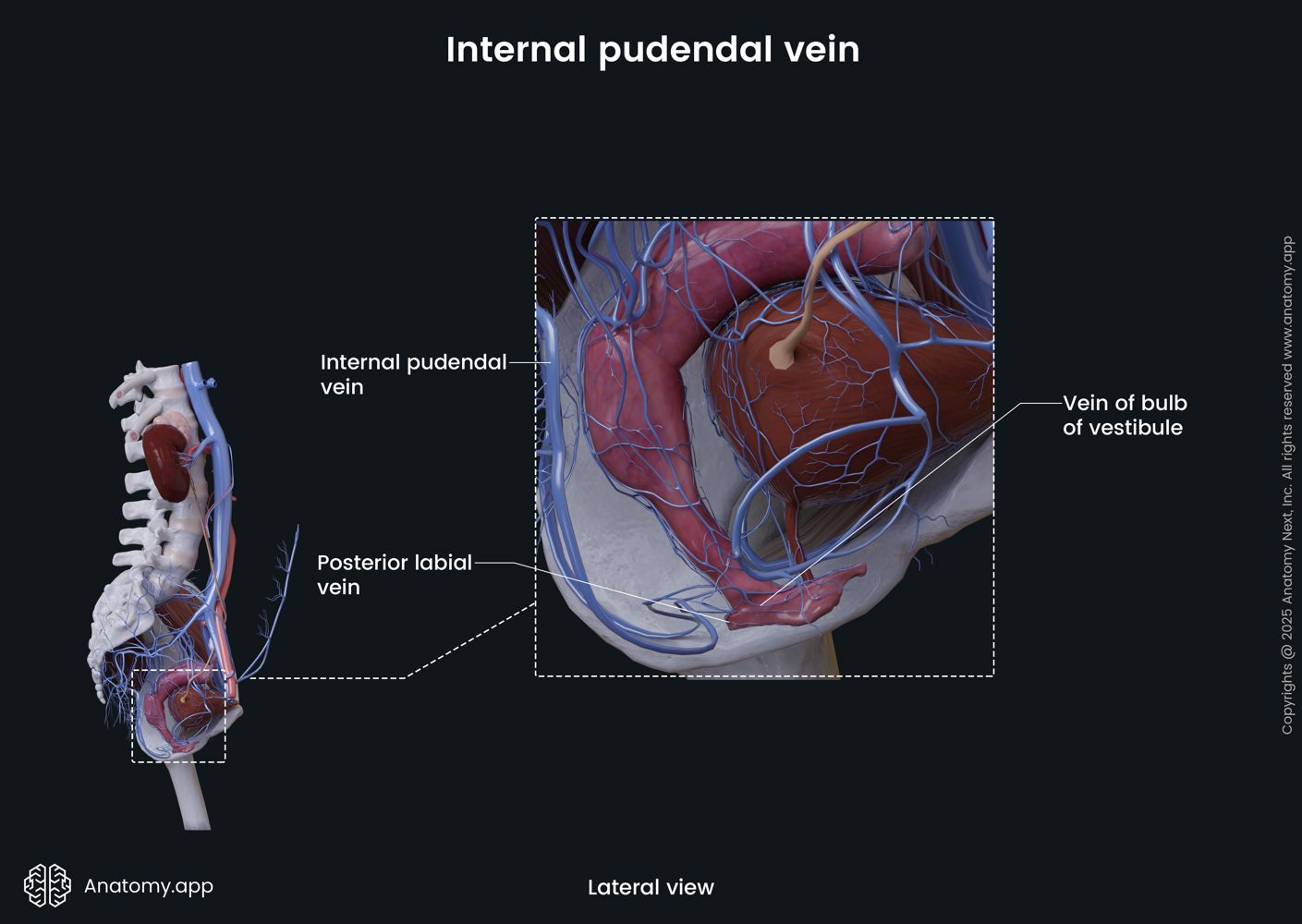 Internal pudendal vein (female) | Anatomy.app