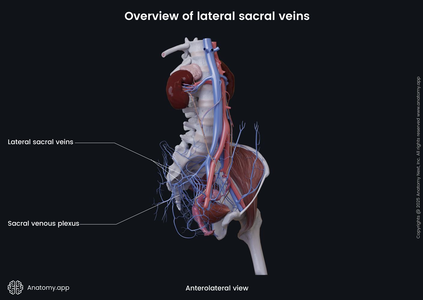 Overview of lateral sacral veins (female) | Anatomy.app
