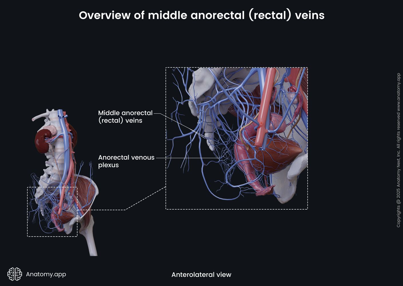 Overview of middle rectal (anorectal) vein (female) | Anatomy.app