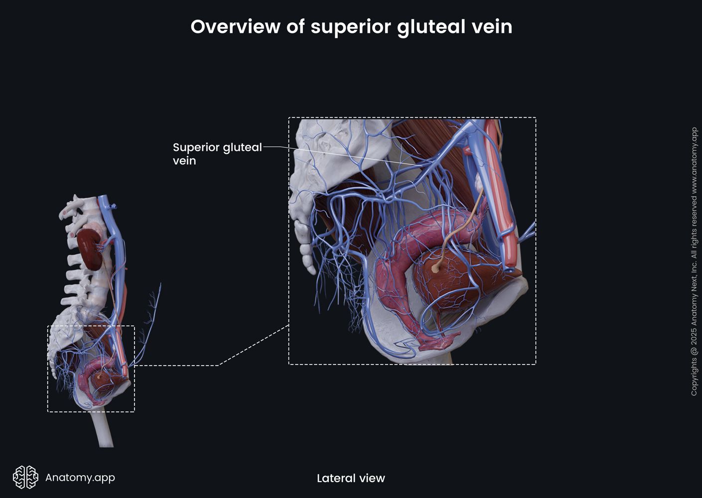 Overview of superior gluteal vein (female) | Anatomy.app
