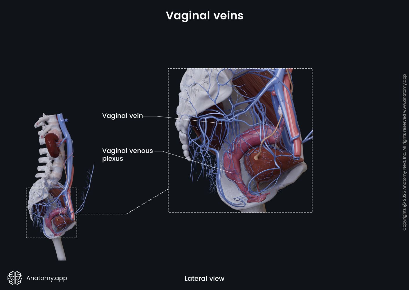 Vaginal veins | Anatomy.app