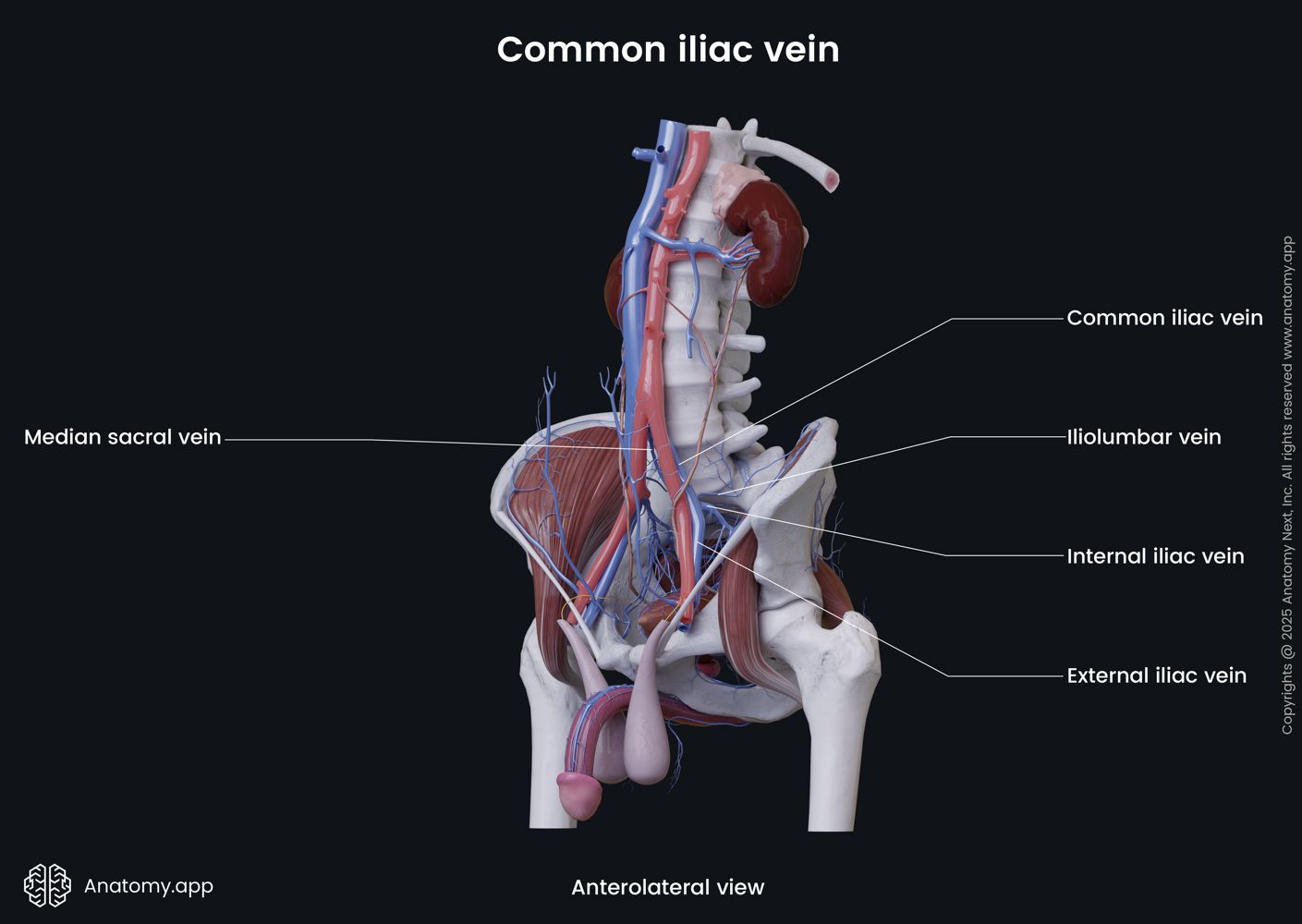 Common iliac vein (male) | Anatomy.app