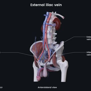 External iliac vein (male) | Anatomy.app