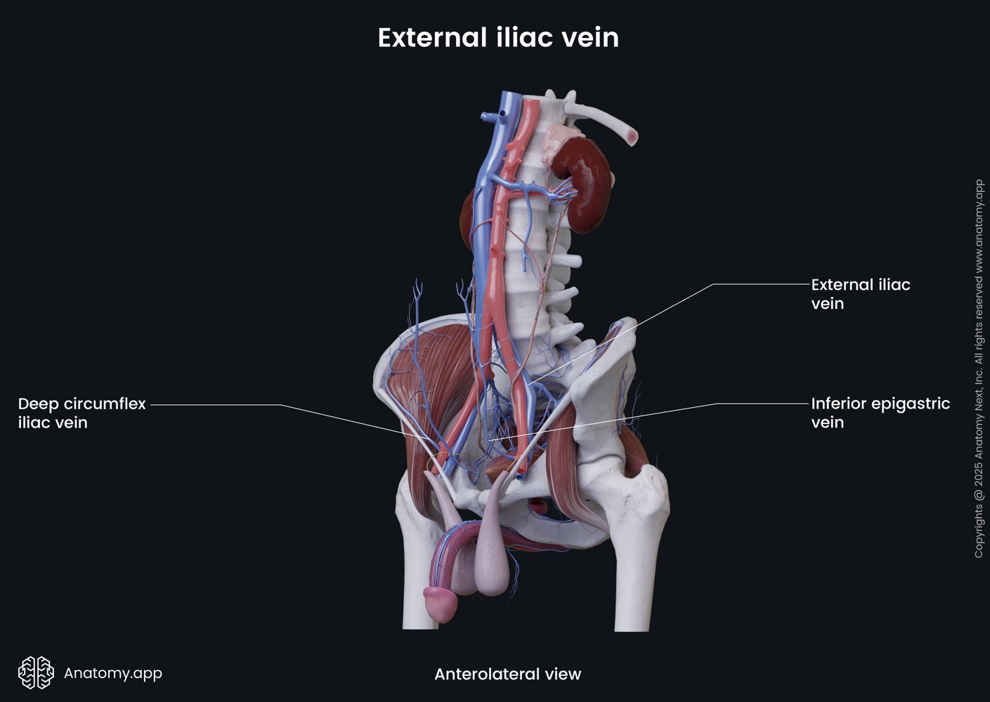 External iliac vein (male) | Anatomy.app