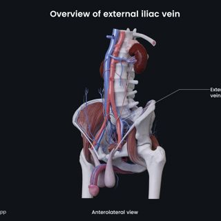 External iliac vein (male) | Anatomy.app