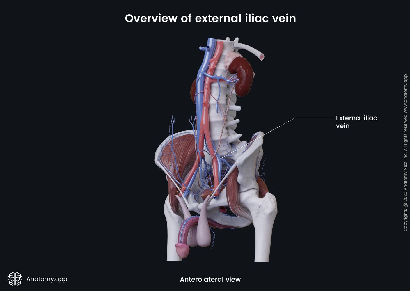 Overview of external iliac vein (male) | Anatomy.app