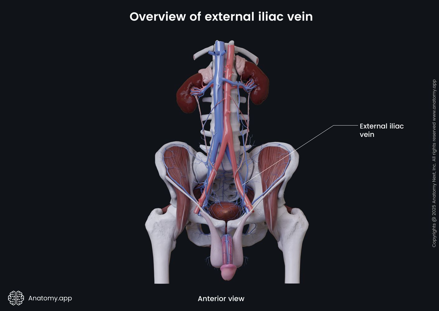 Overview of external iliac vein (male) | Anatomy.app