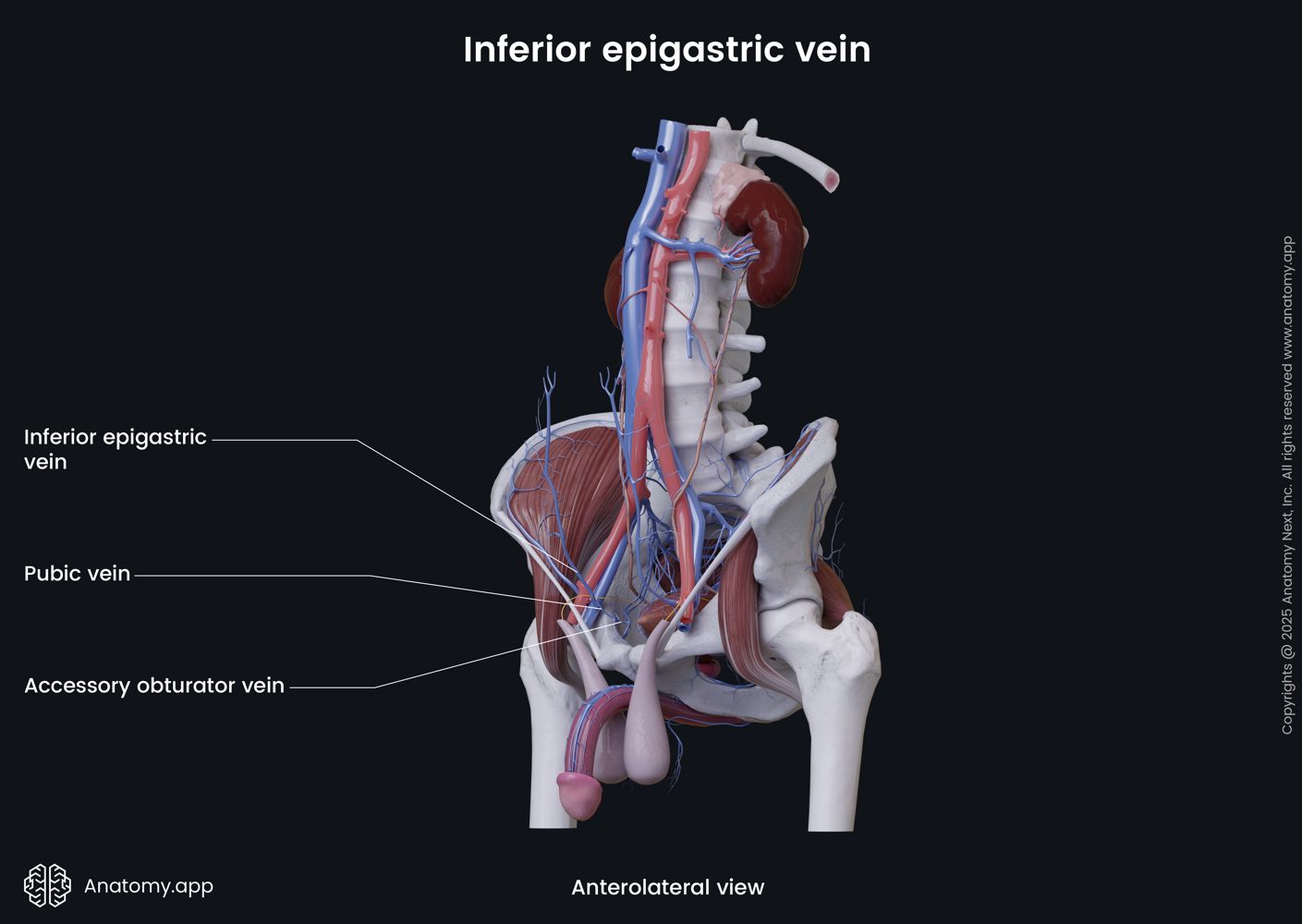 Inferior epigastric vein (male) | Anatomy.app