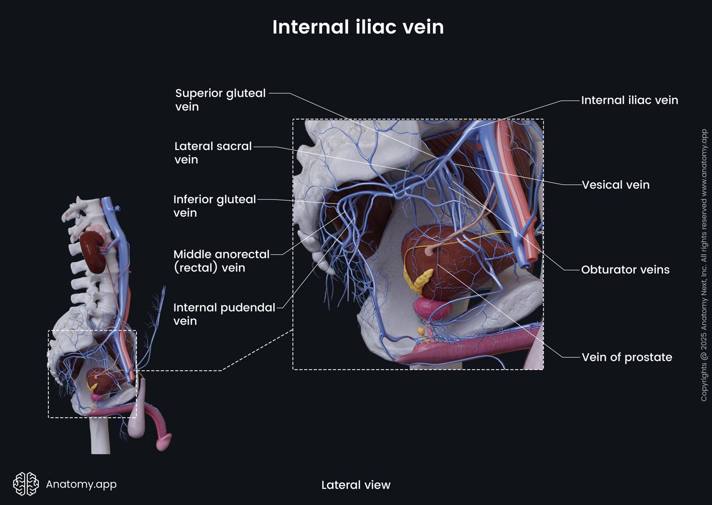 Internal iliac vein (male) | Anatomy.app