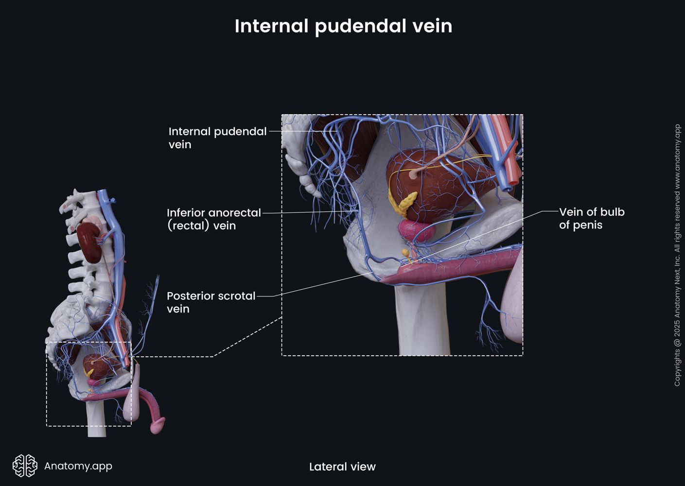 Internal pudendal vein (male) | Anatomy.app