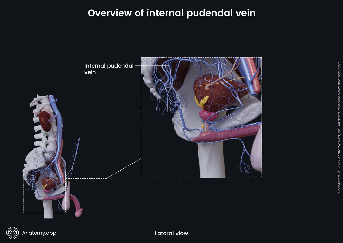 Overview of internal pudendal vein (male) | Anatomy.app