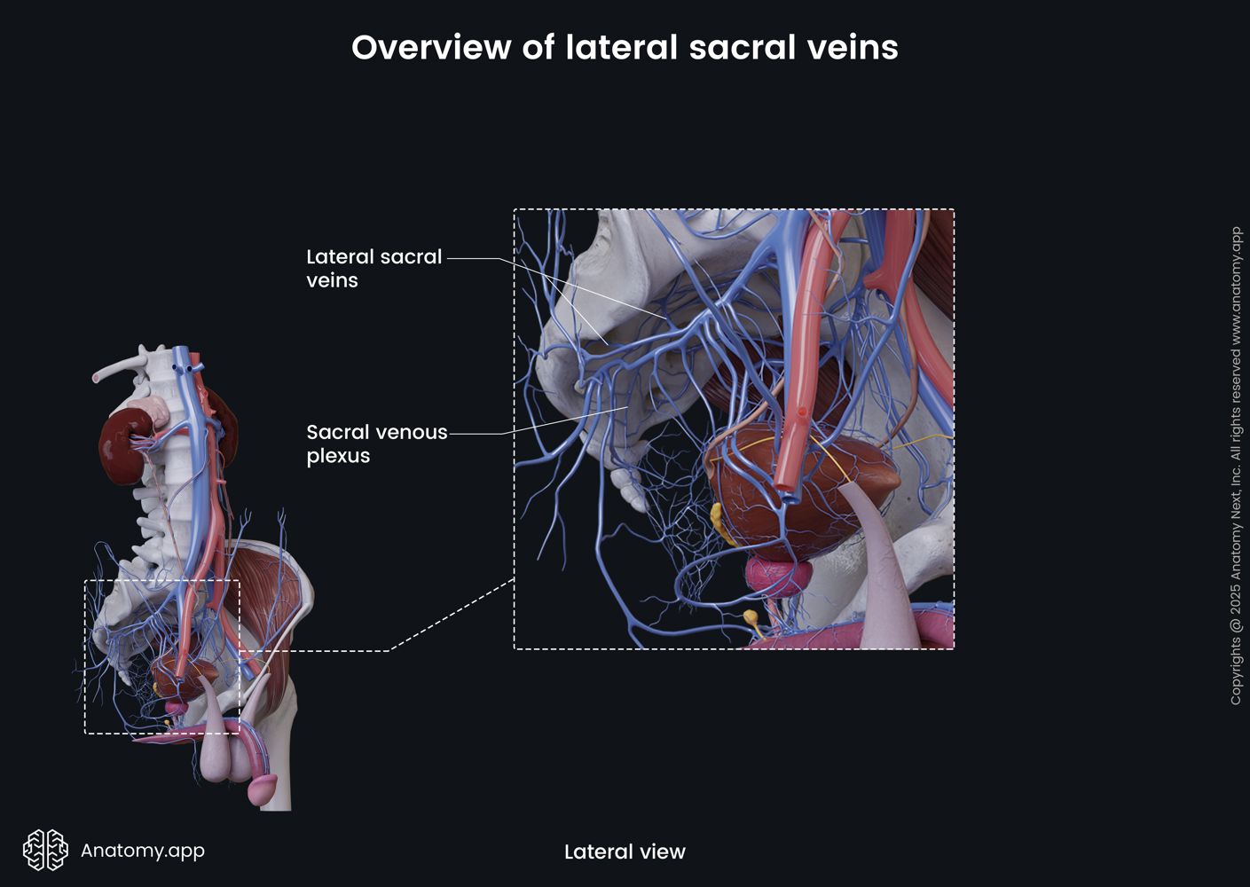 Overview of lateral sacral veins (male) | Anatomy.app
