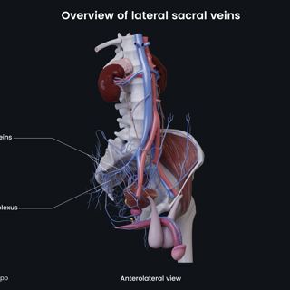 Overview of veins of prostate | Anatomy.app