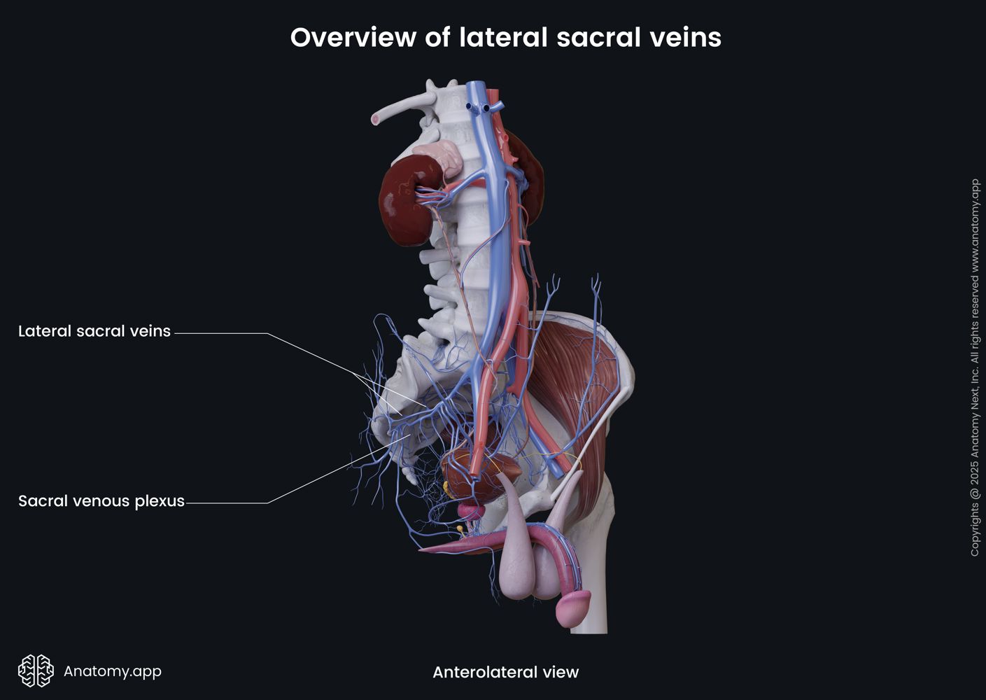 Overview of lateral sacral veins (male) | Anatomy.app