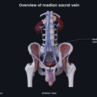 Overview of veins of prostate | Anatomy.app