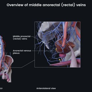 Overview of skull | Anatomy.app