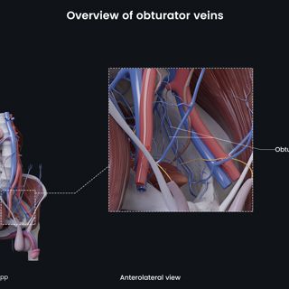 Overview of skull | Anatomy.app