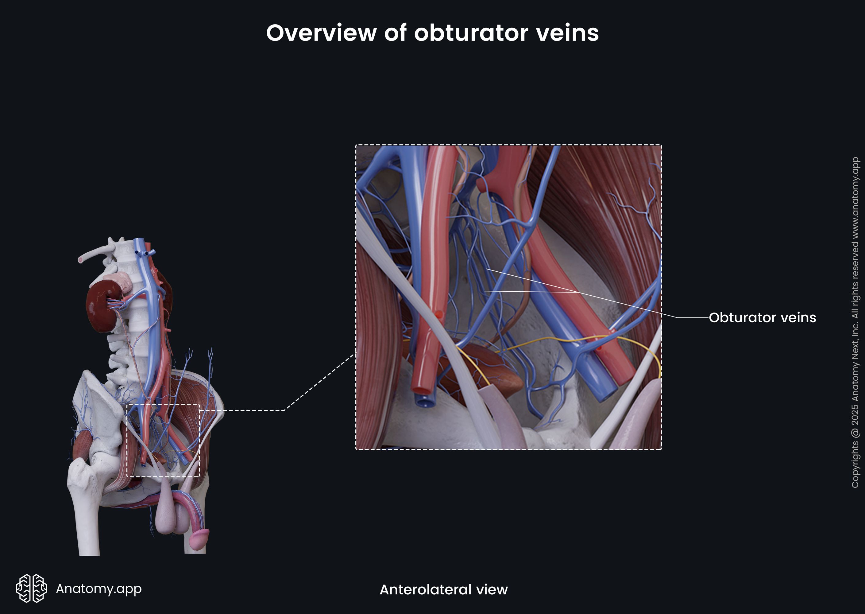 Overview of obturator veins (male) | Anatomy.app