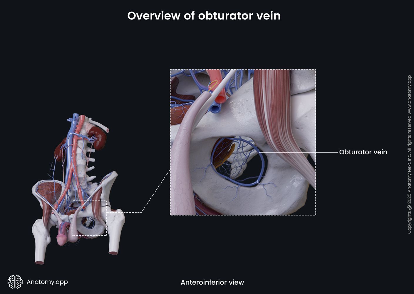 Overview of obturator vein (male) | Anatomy.app