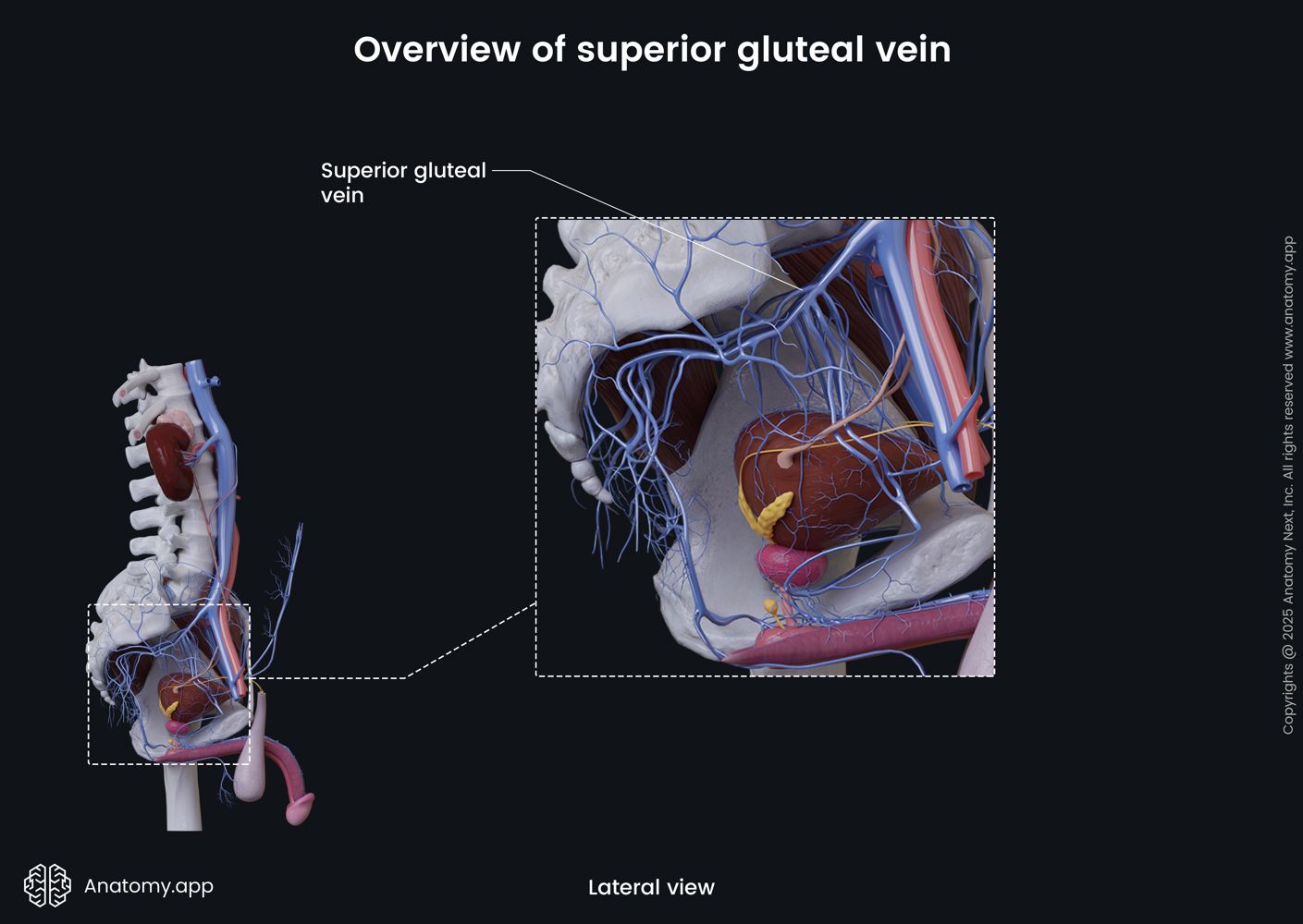 Overview of superior gluteal vein (male) | Anatomy.app