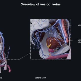 Prevertebral muscles | Anatomy.app