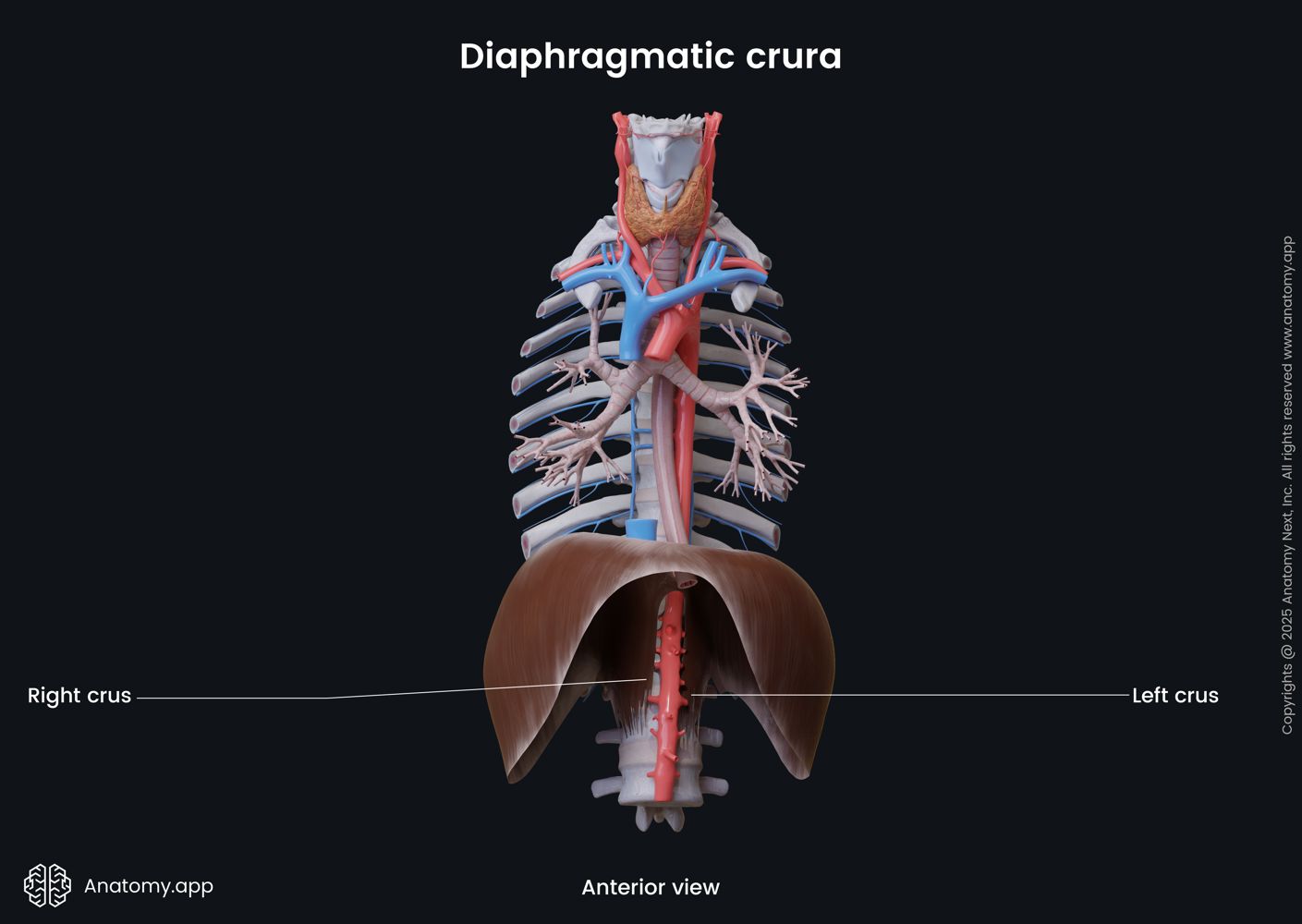 Diaphragmatic crura | Anatomy.app