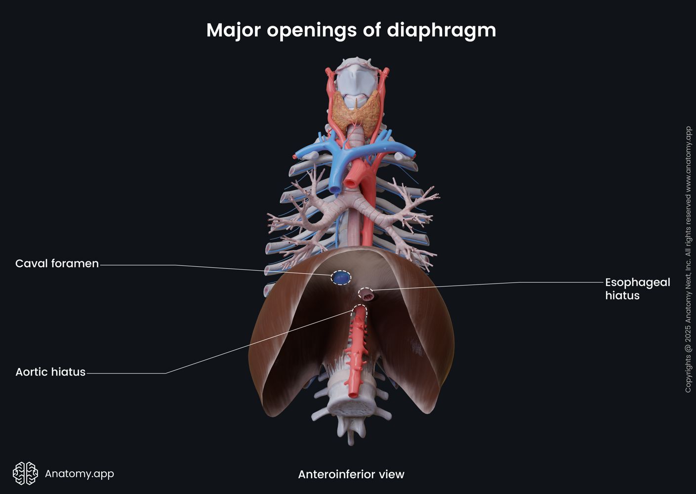 Major openings of diaphragm | Anatomy.app
