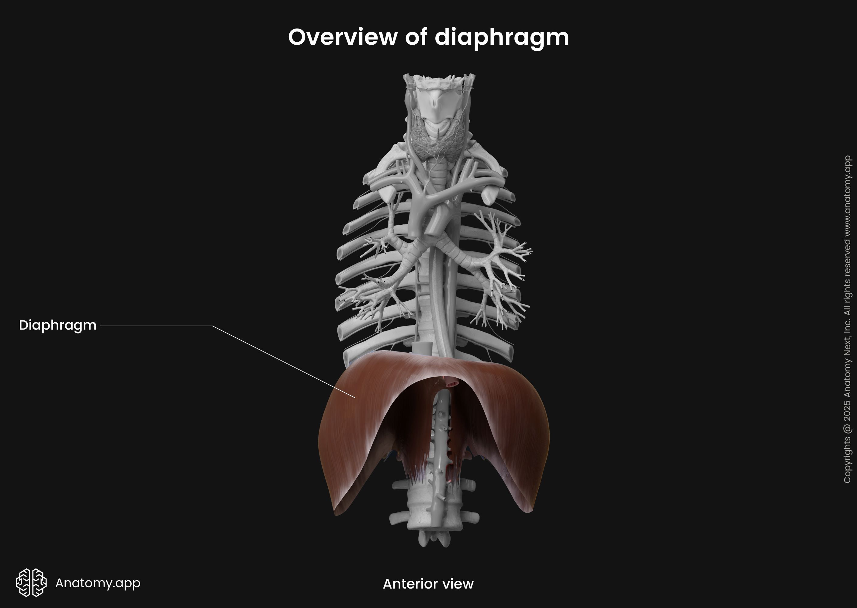 Diaphragm | Anatomy.app