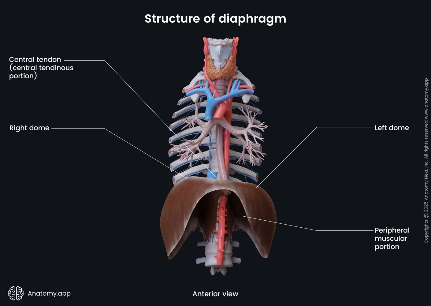 Structure of diaphragm (anterior view) | Anatomy.app