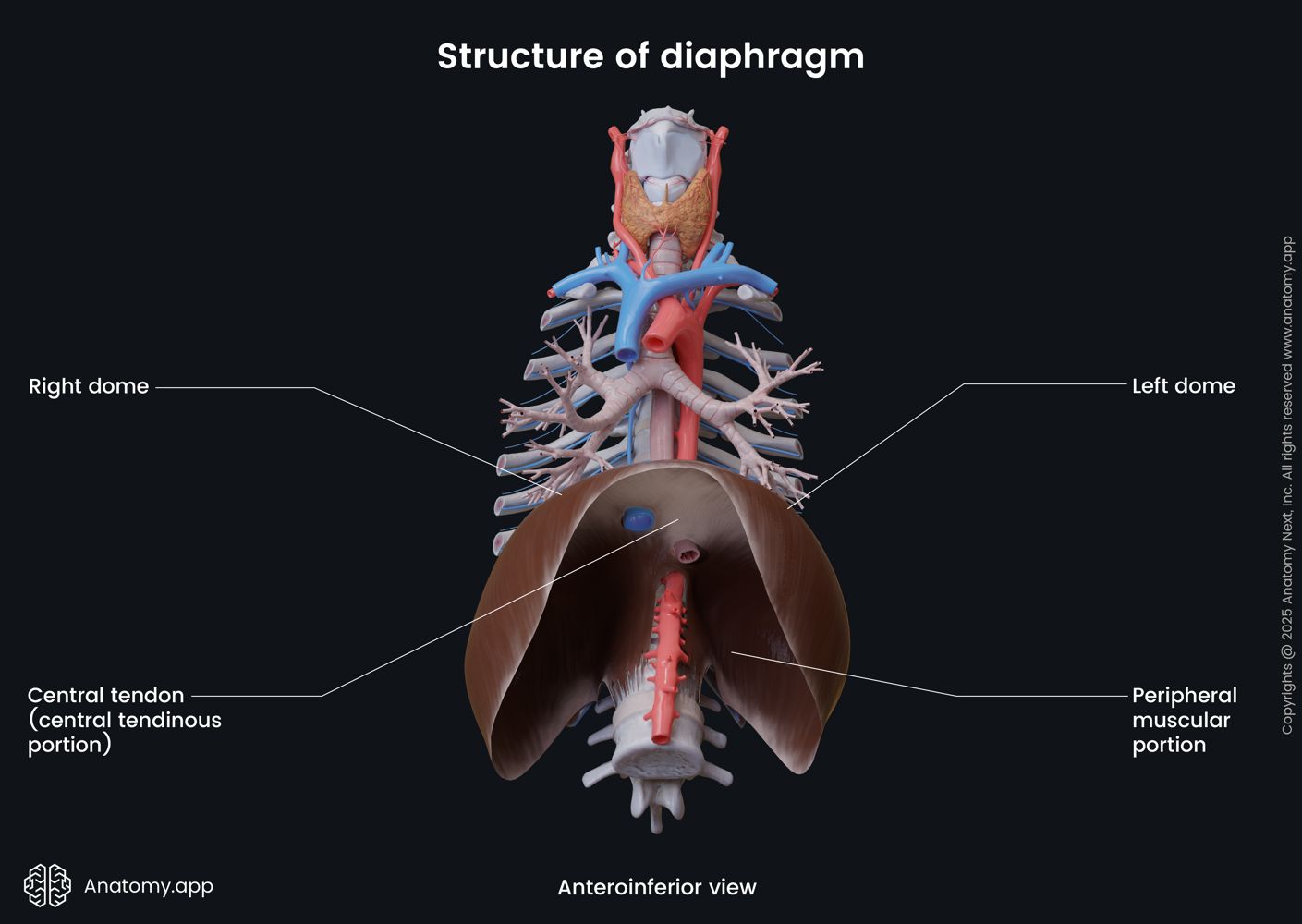 Structure of diaphragm (anteroinferior view) | Anatomy.app