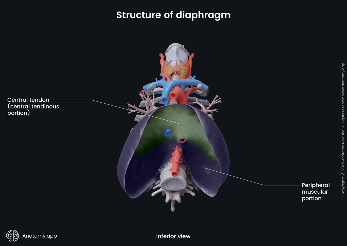 Structure of diaphragm (inferior view) | Anatomy.app