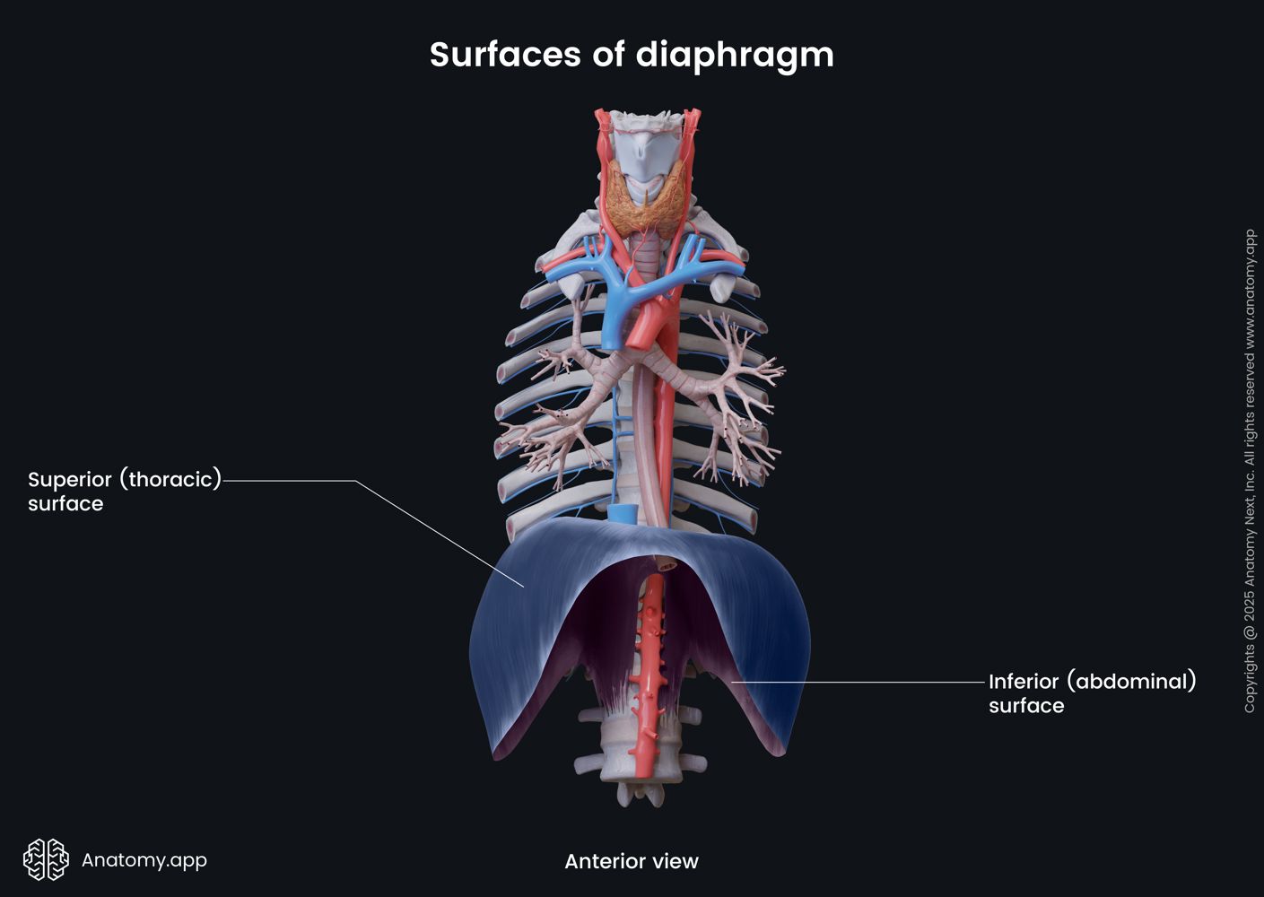 Surfaces of diaphragm | Anatomy.app