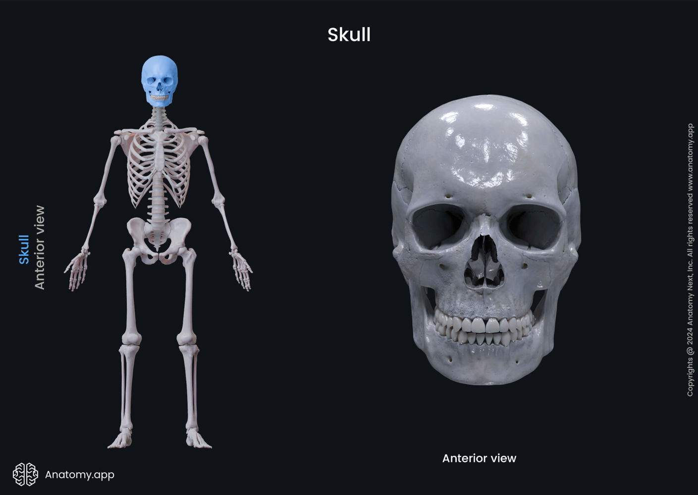 Skull Anatomy App