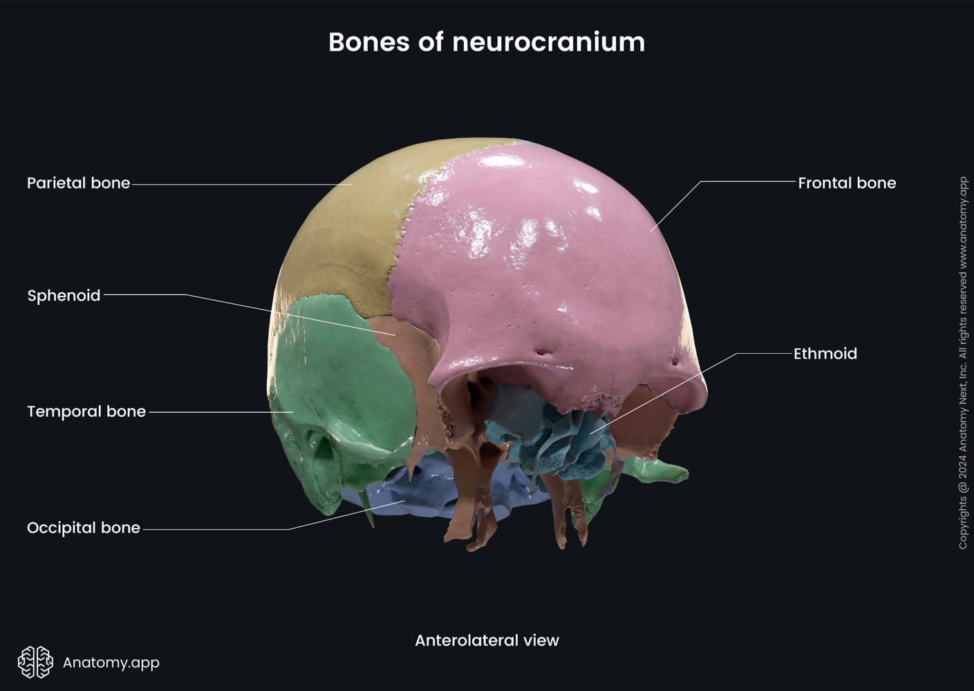 Bones of neurocranium | Anatomy.app