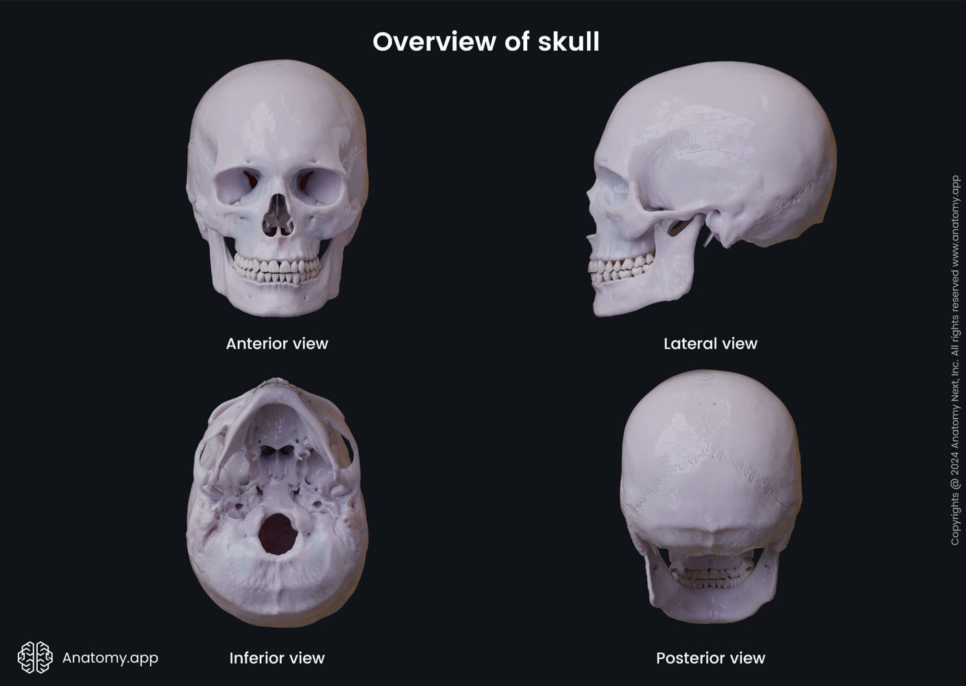 Overview of skull | Anatomy.app