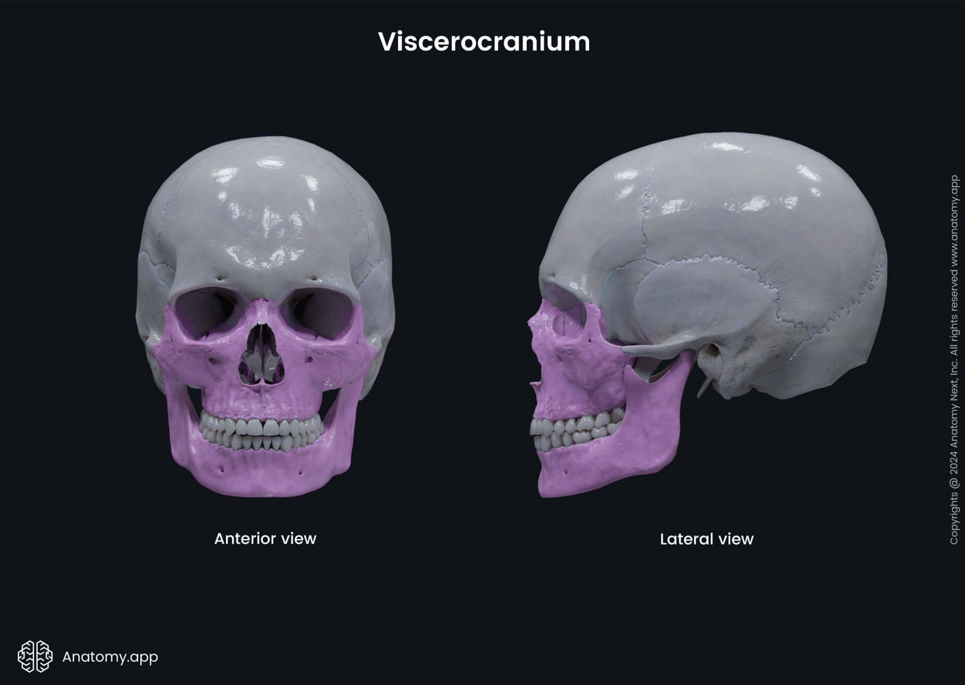 Viscerocranium | Anatomy.app