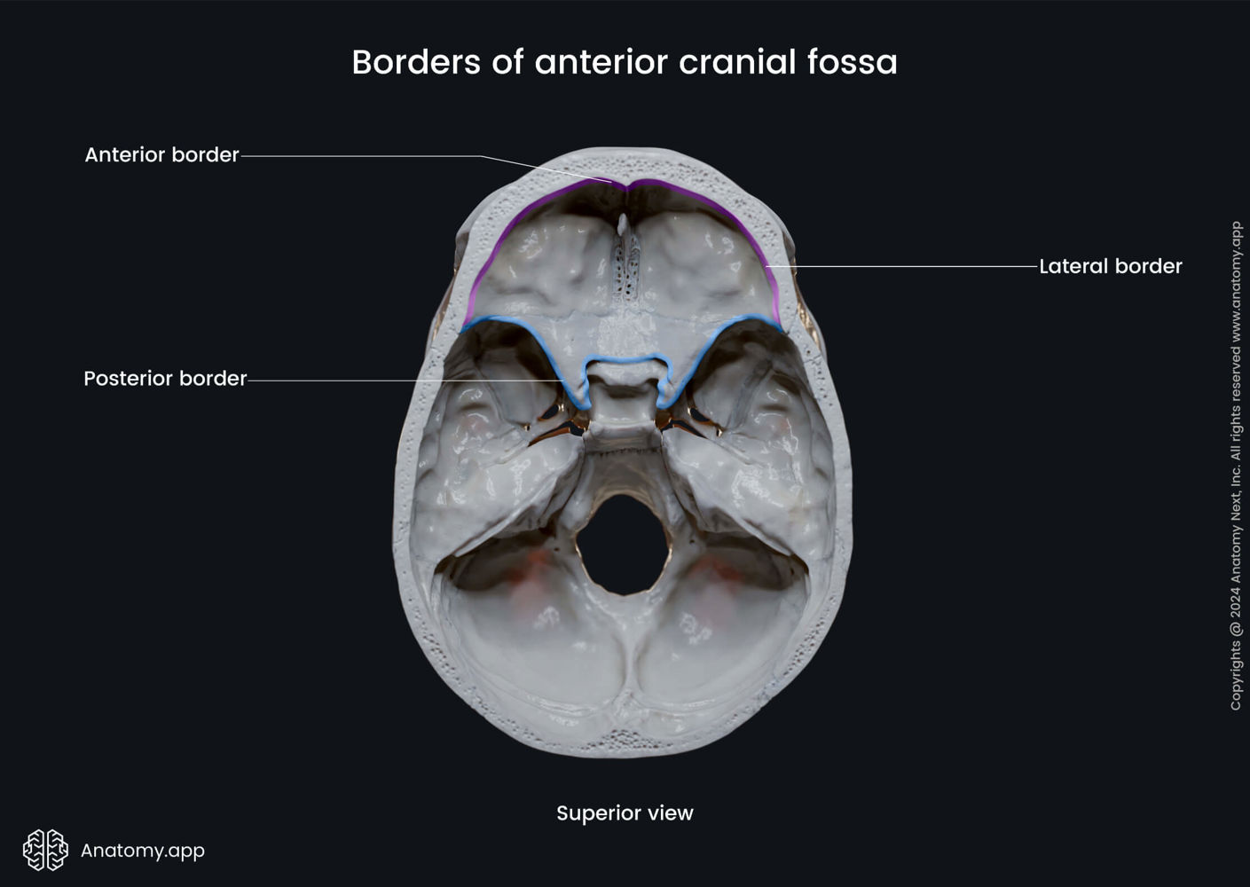 Borders of anterior cranial fossa | Anatomy.app