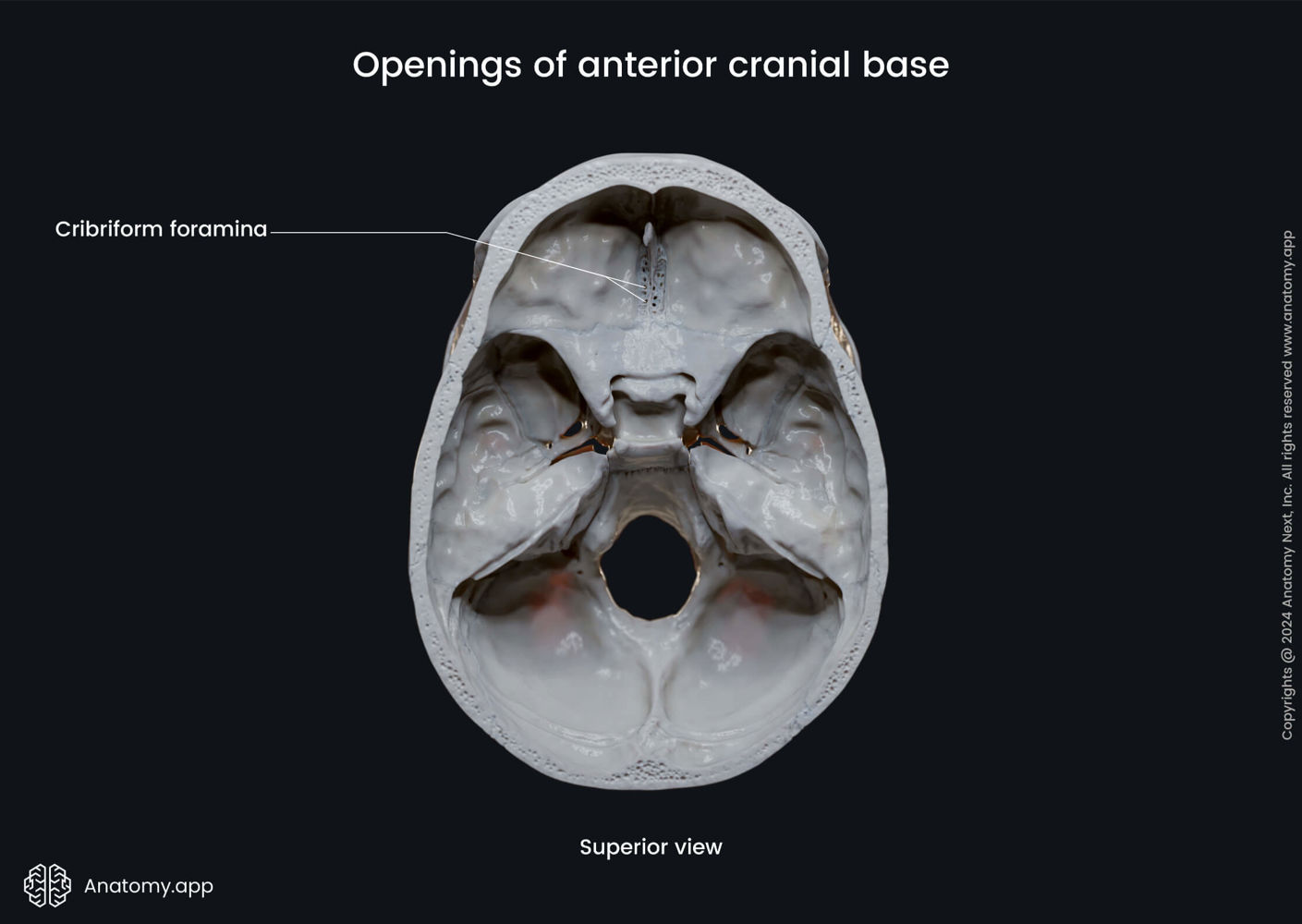 Openings of anterior cranial fossa | Anatomy.app