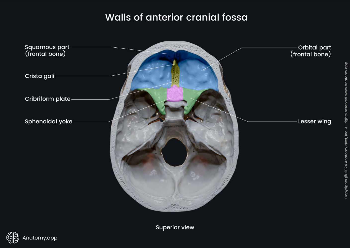 Walls of anterior cranial fossa | Anatomy.app